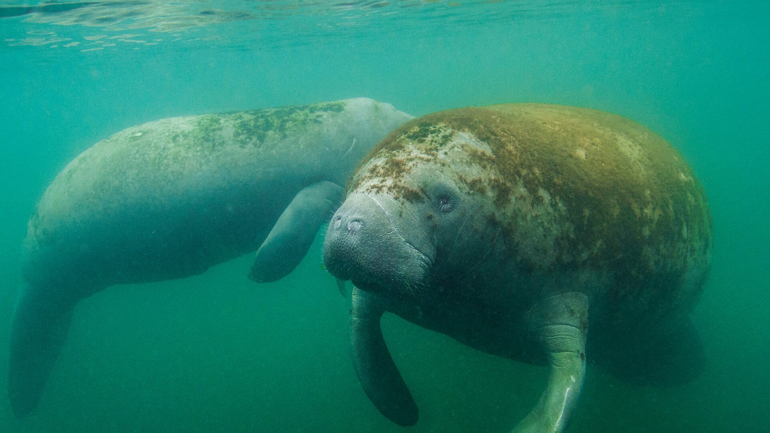 The Diet of the Manatee: A Marine Grazer’s Plant-Based Menu - PPR ...